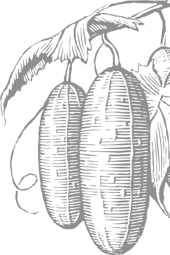 Hendrick's Amazonia Gin - Unusual Gin